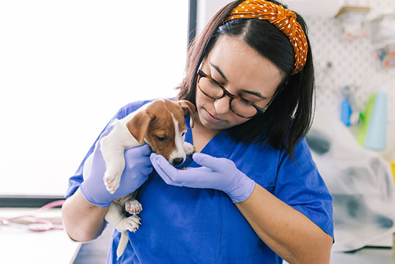 Online Vet Assistant Program Overview | Penn Foster